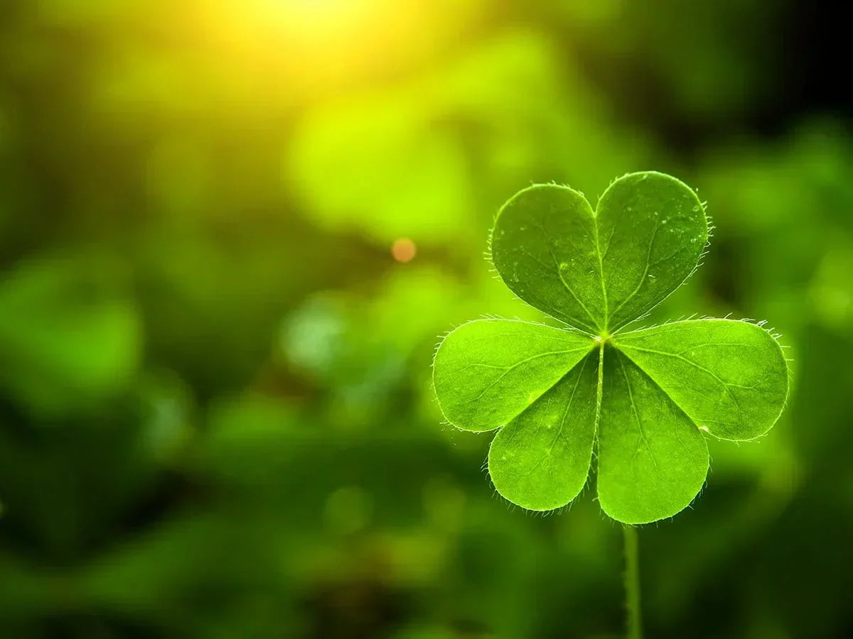 Green Your Routine: Eco-Friendly Ways to Celebrate St. Patrick’s Day ...